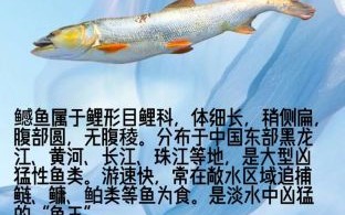 鳡鱼分布在哪些省份_鳡鱼主要产地