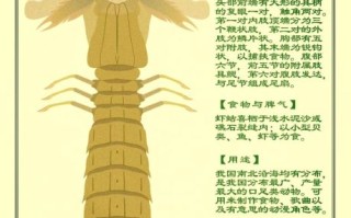 虾蛄怎么读_虾蛄读音是什么