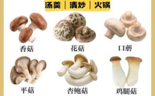鸡腿菇是杏鲍菇吗_区别与选购指南