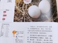 鸽子蛋营养价值_鸽子蛋怎么吃好