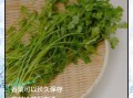 香菜怎么保存新鲜_香菜种植方法