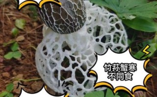 竹荪不能和什么一起吃_竹荪禁忌食物有哪些