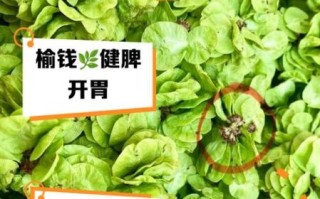 榆钱的功效与作用_榆钱怎么吃才养生