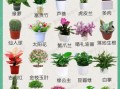 常见100种花卉有哪些_如何挑选室内盆栽花卉