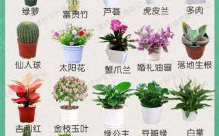 常见100种花卉有哪些_如何挑选室内盆栽花卉