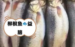 柳根鱼多少钱一斤_柳根鱼怎么做好吃