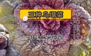 瓢儿菜学名是什么_如何区分瓢儿菜与乌塌菜