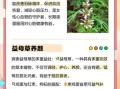 女性长期喝益母草对身体好吗_益母草长期饮用的副作用