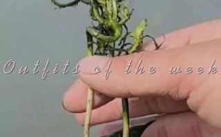 菱角怎么种_菱角种植方法 菱角怎么种_菱角种植方法