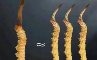 一根虫草泡水能泡多久_虫草泡水多久换一次