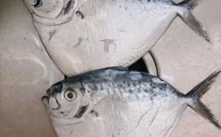 刀鲳鱼骗局揭秘_刀鲳鱼为什么不能吃