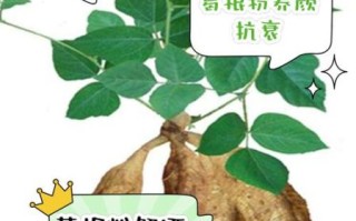 野生葛根粉吃了有什么好处_野生葛根粉的功效与作用