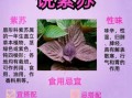 紫苏的功效与作用及禁忌_孕妇能吃紫苏吗