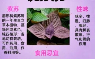 紫苏的功效与作用及禁忌_孕妇能吃紫苏吗