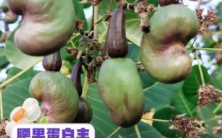 腰果苹果能吃吗_腰果苹果的功效与作用