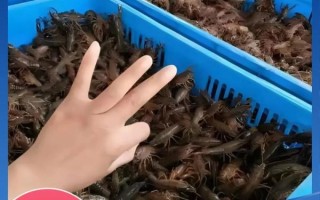 养殖龙虾怎么养殖技术_龙虾养殖需要什么条件