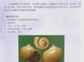 螺品种大全_淡水螺和海水螺有哪些