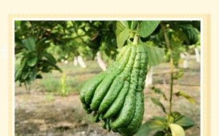 佛手怎么吃_佛手果怎么吃才好吃