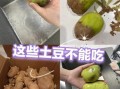 马铃薯发芽后还能吃吗_发芽土豆有毒吗