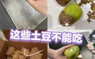 马铃薯发芽后还能吃吗_发芽土豆有毒吗