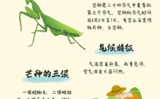 芒种是几月几日_芒种节气含义