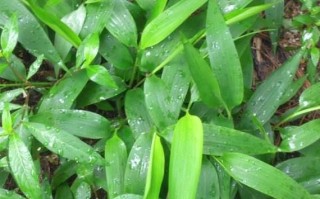 竹叶草图片_竹叶草长什么样