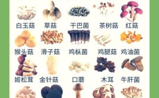 食用菌种类大全_如何挑选新鲜食用菌