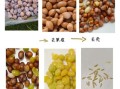 银杏果怎么做好吃_银杏果的家常做法大全