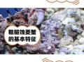 菱蟹是什么_菱蟹和梭子蟹区别