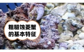 菱蟹是什么_菱蟹和梭子蟹区别