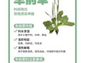 车前草的功效与作用_车前草能治什么病