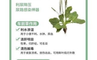 车前草的功效与作用_车前草能治什么病
