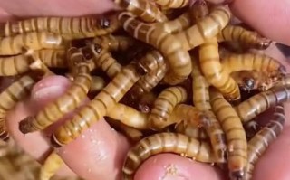 大麦虫怎么养_大麦虫吃什么最好