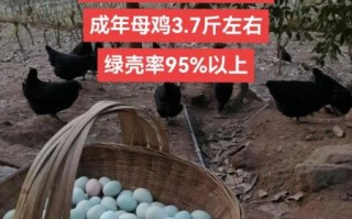 绿壳蛋鸡苗哪里有卖_如何挑选优质苗