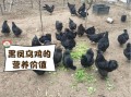 一只乌鸡大概多少钱_乌鸡市场价格是多少