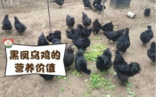 一只乌鸡大概多少钱_乌鸡市场价格是多少