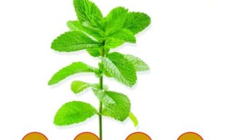 薄荷的功效与作用有哪些_薄荷的禁忌是什么