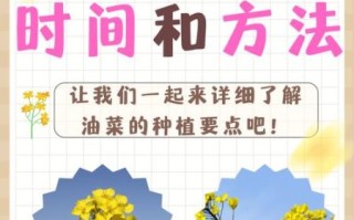 小油菜什么时候种_小油菜怎么种才高产