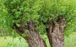 榆树长什么样_榆树图片特征