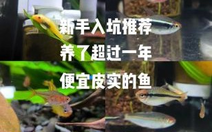 灯鱼图片怎么拍_灯鱼图片高清下载