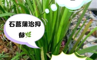 石菖蒲的功效与作用_石菖蒲怎么吃