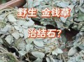 肾结石喝了一个月金钱草_效果到底怎么样