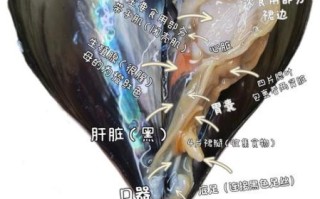 带子怎么清洗_带子蒸多久才熟