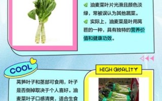 莴苣和莴笋的区别_莴苣是莴笋吗