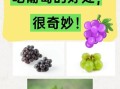 女人每天吃葡萄能美容吗_女性常吃葡萄有哪些好处