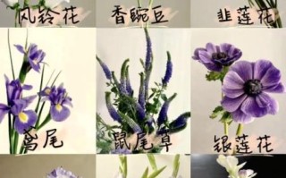 风铃草怎么养_风铃草花语是什么