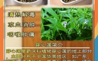 新鲜穿心莲怎么做好吃_穿心莲凉拌还是清炒