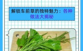 车前草怎么吃_车前草禁忌有哪些