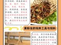 面包虫怎么养_面包虫养殖技术要点