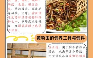 面包虫怎么养_面包虫养殖技术要点